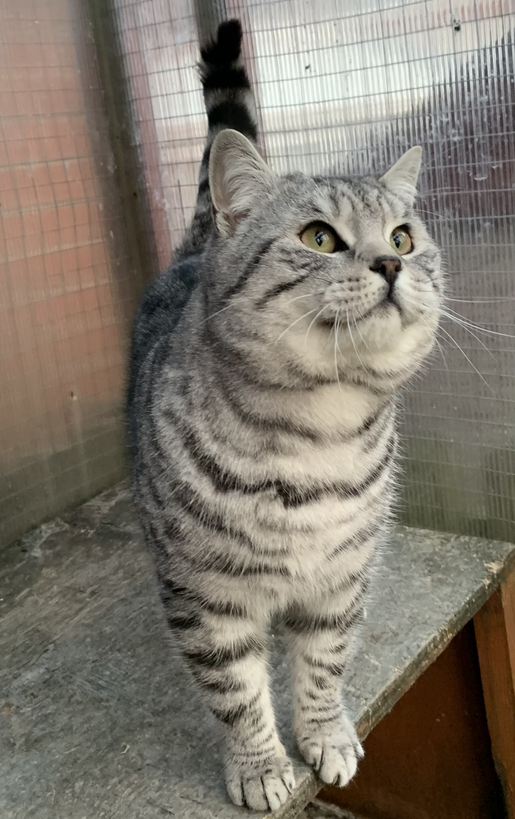 GRCH Metallicat Silver Tanqueray – Sozo